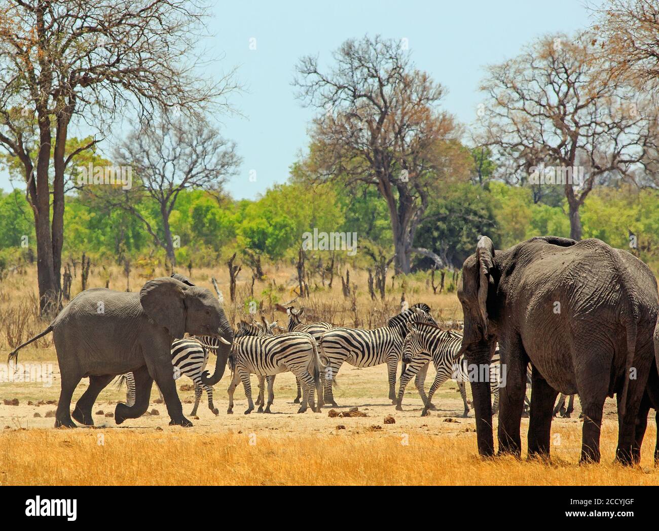 Herd of elephant and zebras next to a waterhole in Makololo Camp, with ...