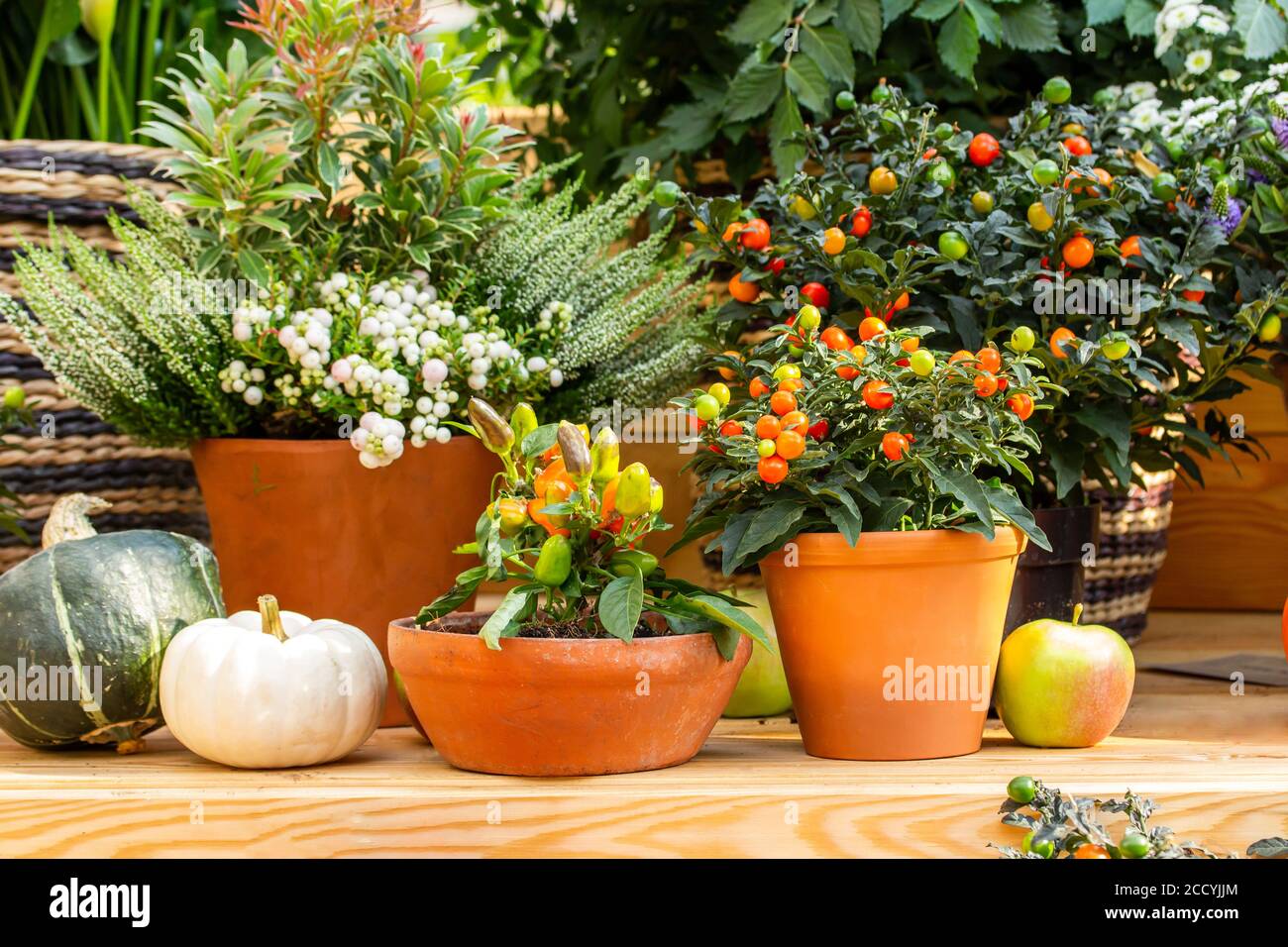 Orange nightshade berries and small paprika fruits in clay pots ...