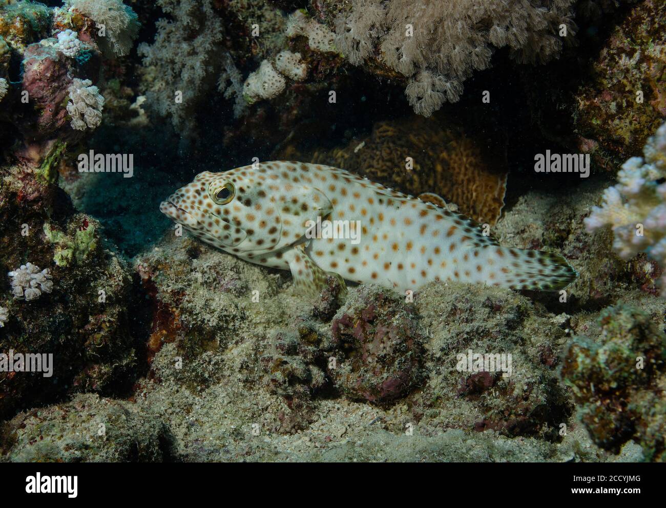 Greasy Grouper, Epinephelus tauvina, on a coral reef, Marsa Alam, Red ...