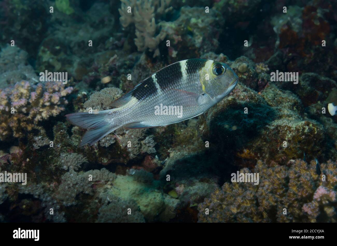 Humpnose big-eye bream, Monotaxis grandoculis, on reef in Marsa Alam ...