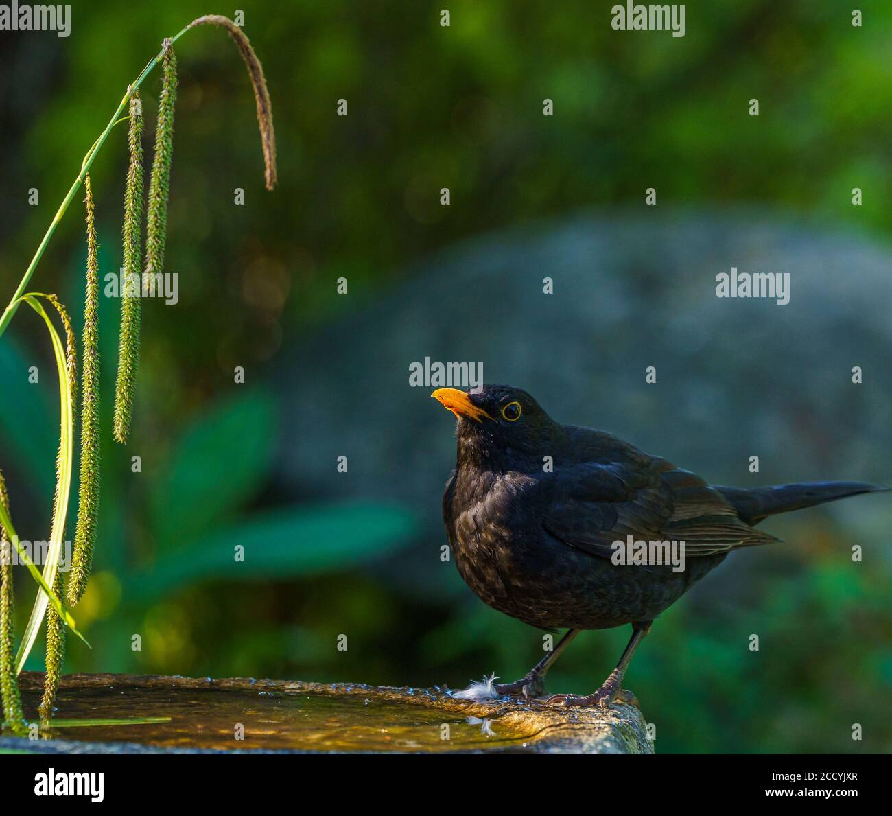Bird chorus hi-res stock photography and images - Alamy