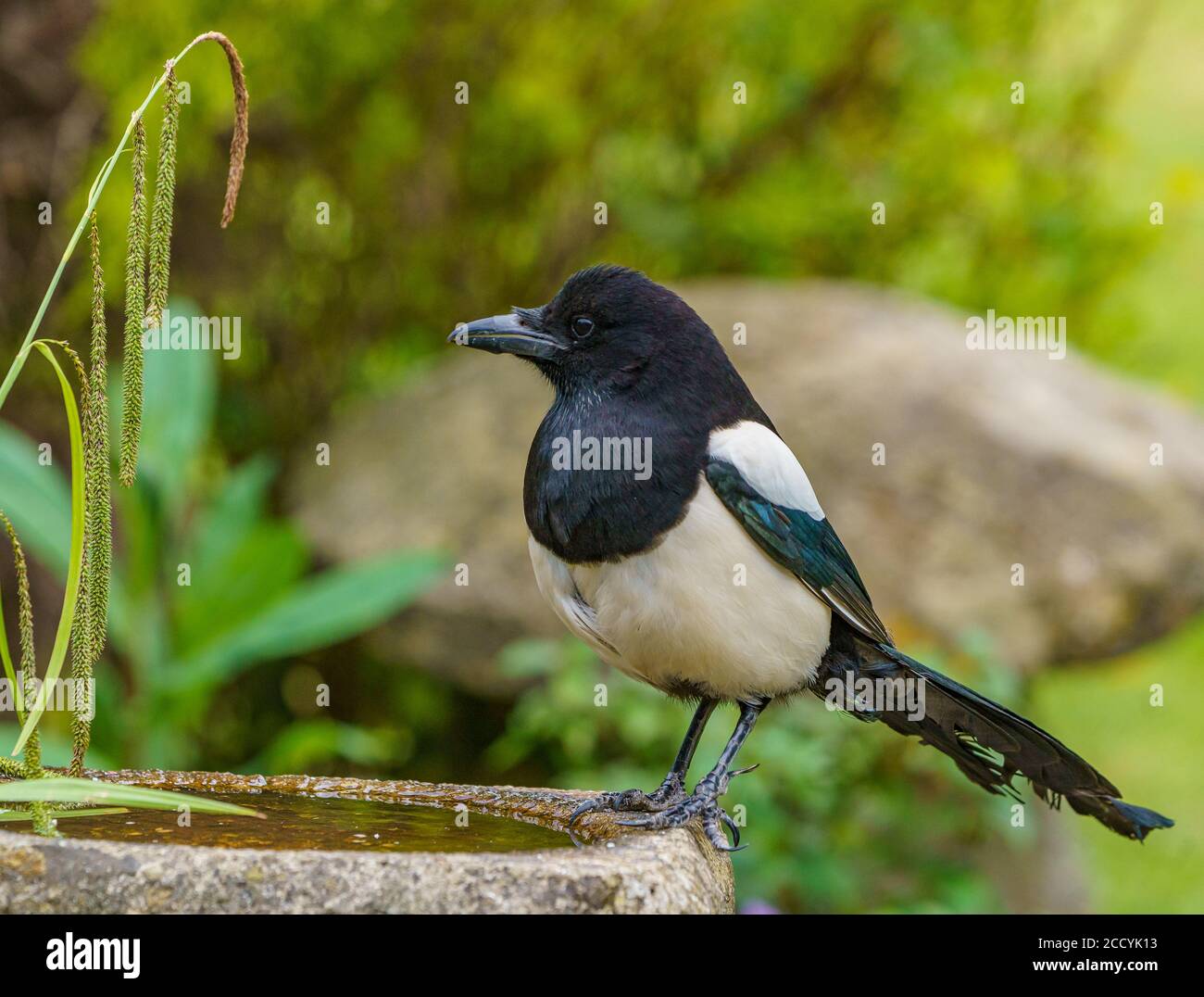 Magpie white background hi-res stock photography and images - Alamy