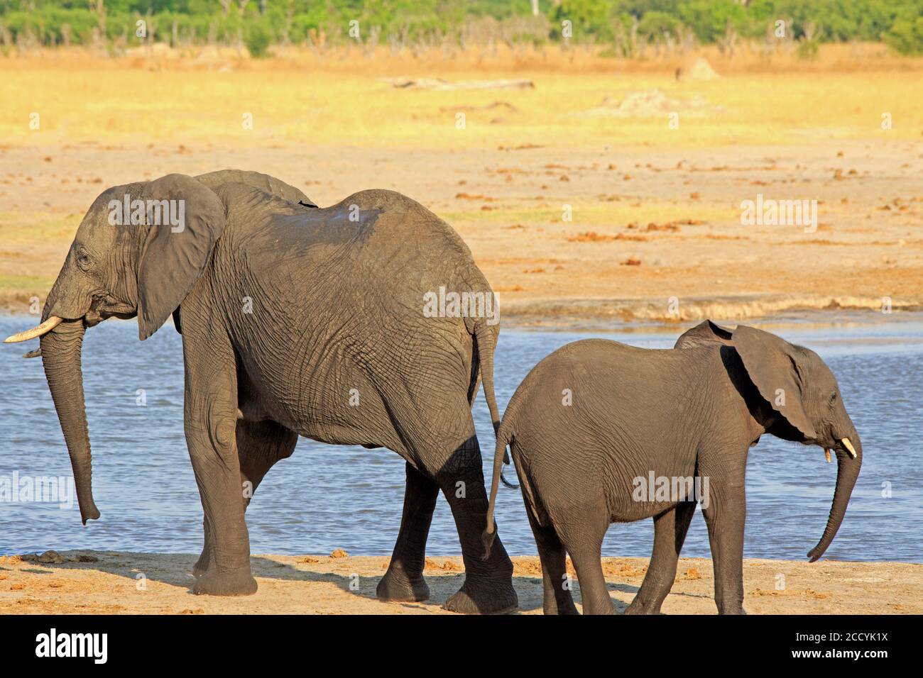 Elephants Back High Resolution Stock Photography and Images - Alamy