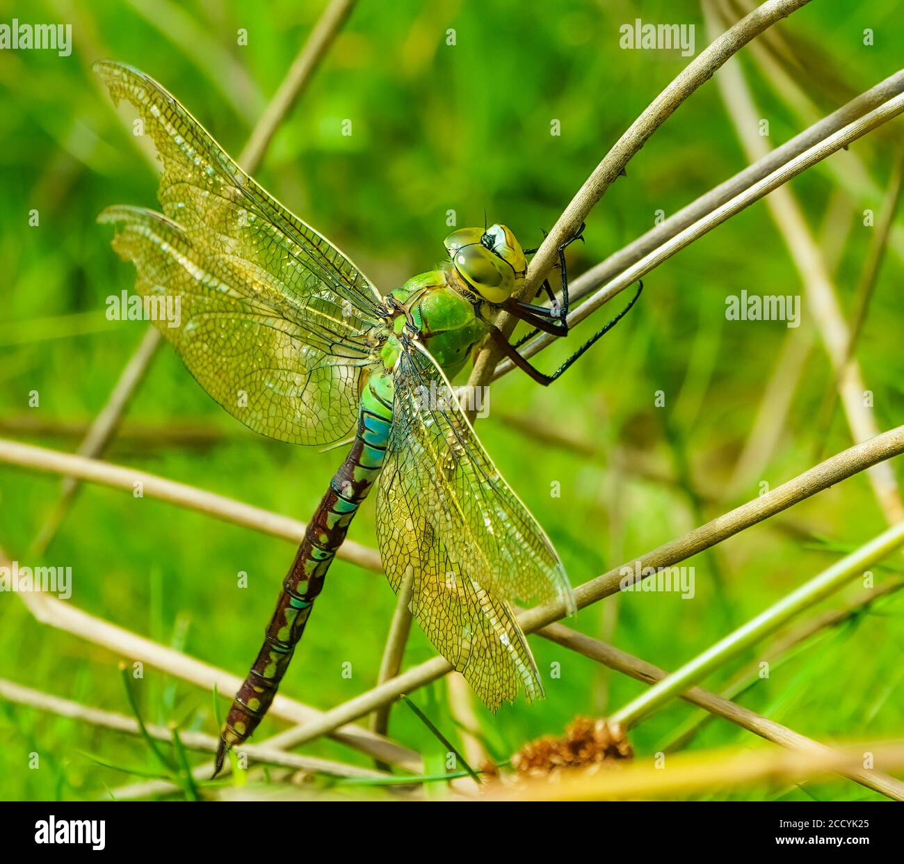 Insect ecology hi-res stock photography and images - Alamy
