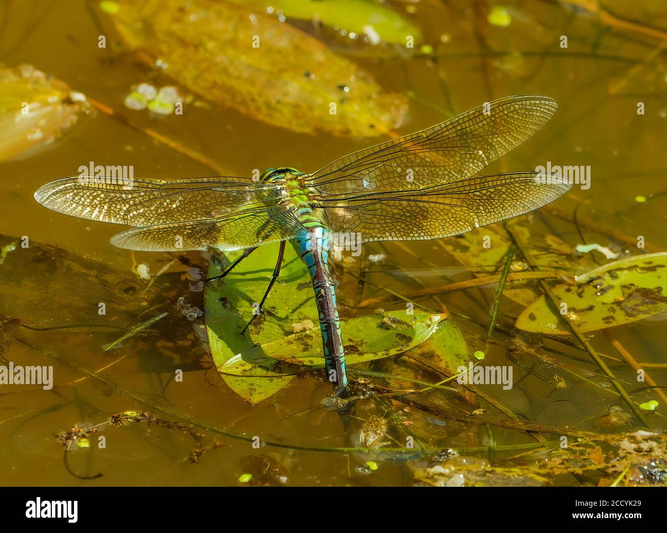 Conservation ecology hi-res stock photography and images - Alamy