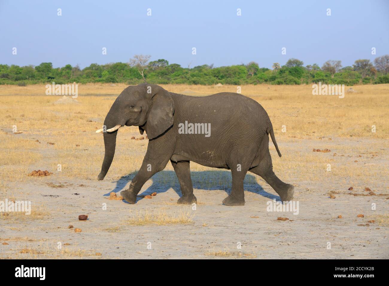 Startled elephant, with legs moving and ears against head running ...