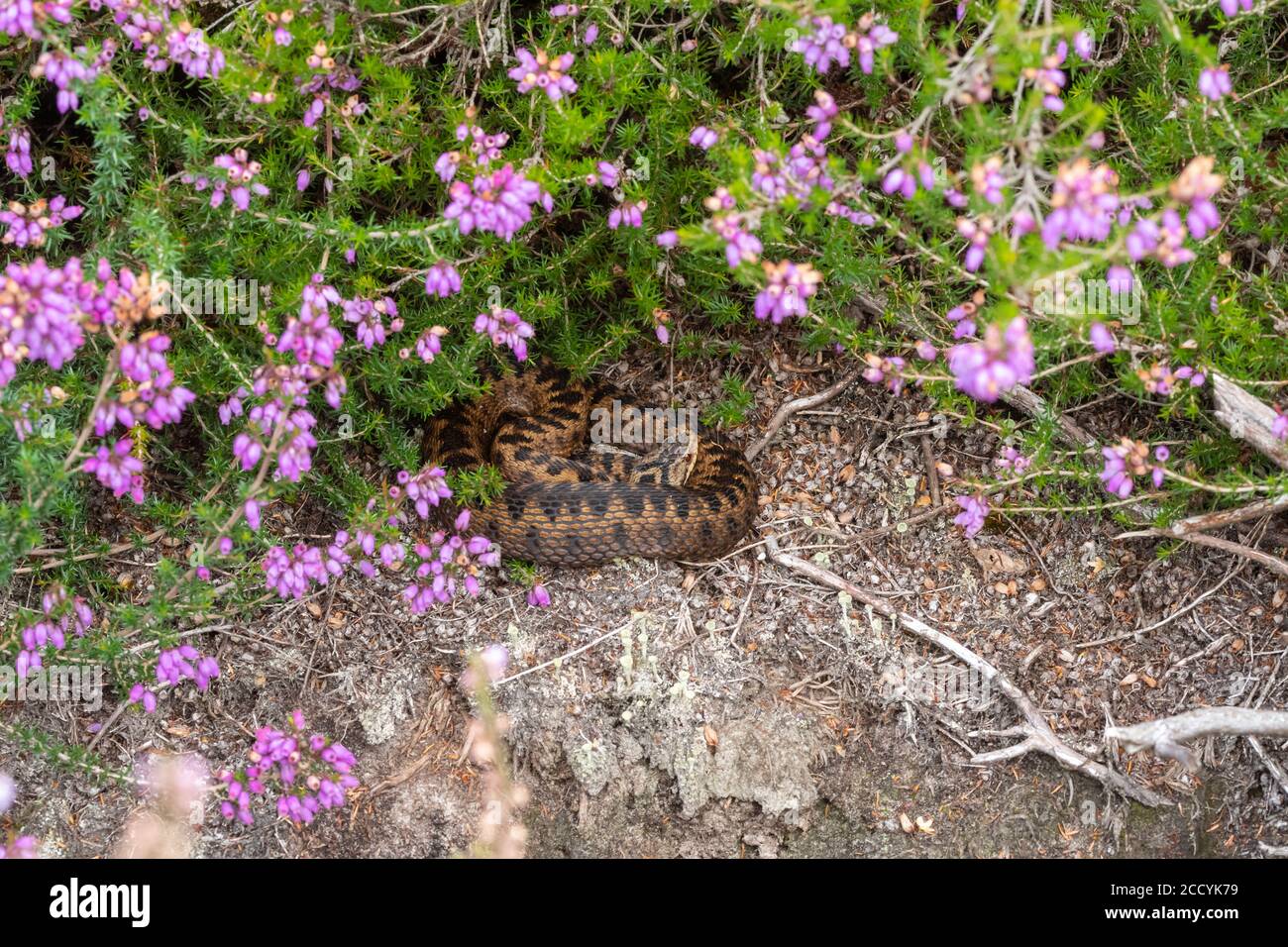 Female adder hi-res stock photography and images - Alamy