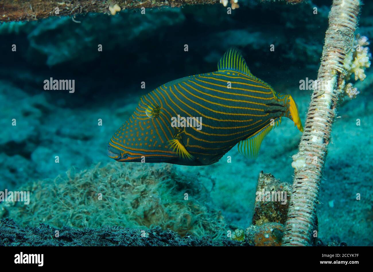 Orange-lined triggerfish, Balistapus undulatus, Marsa Alam, Red sea ...