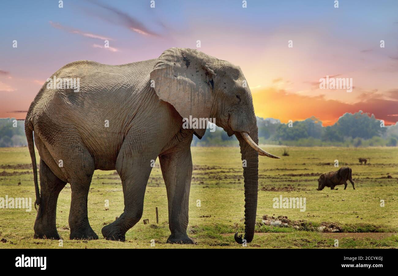 African Elephant (Loxodonta Africana), standing on the dry open plains ...