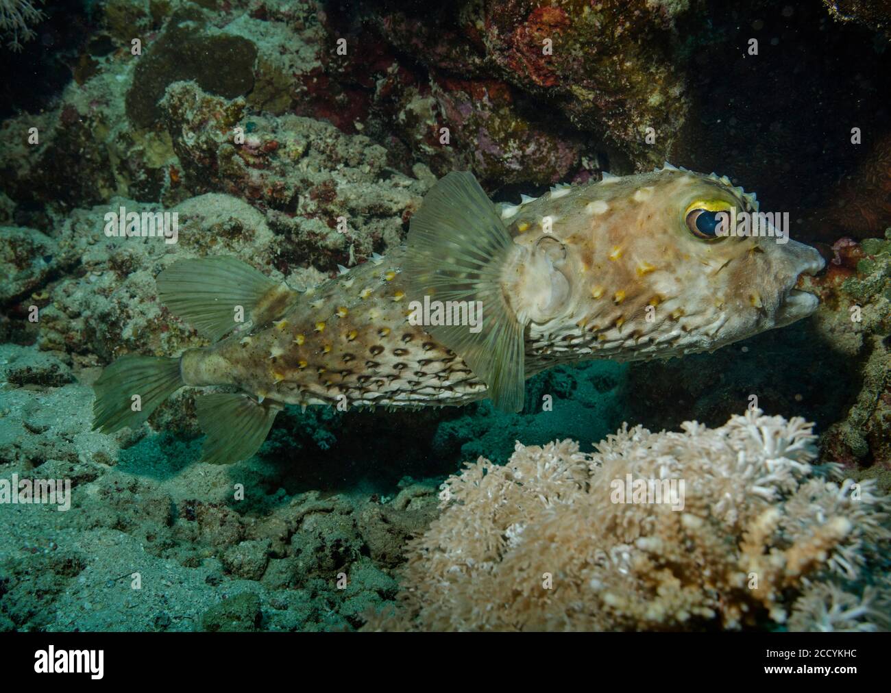Yellow spotted burrfish, Cyclichthys spilostylus, on coral reef, Marsa ...