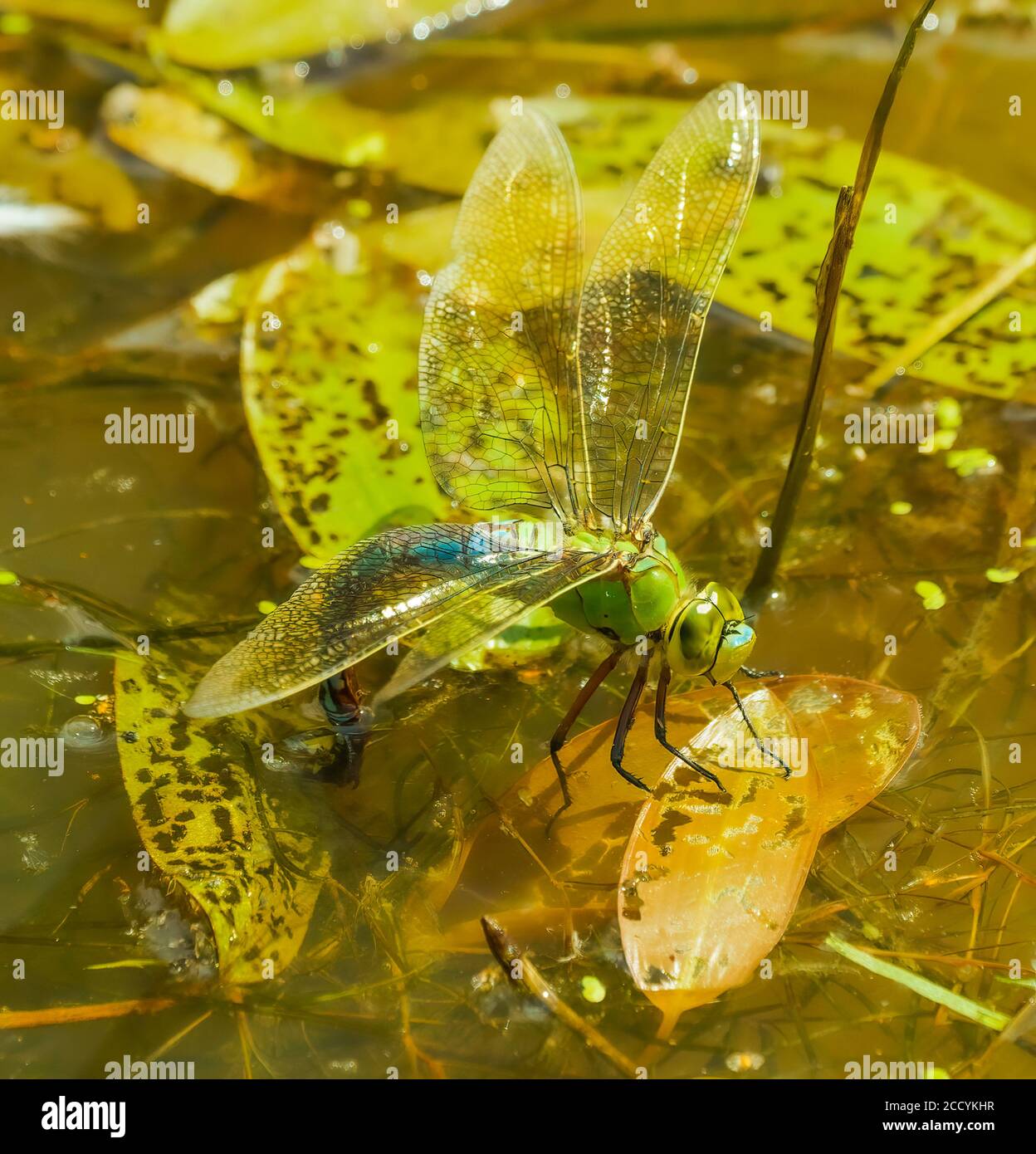 Endangered insect hi-res stock photography and images - Alamy