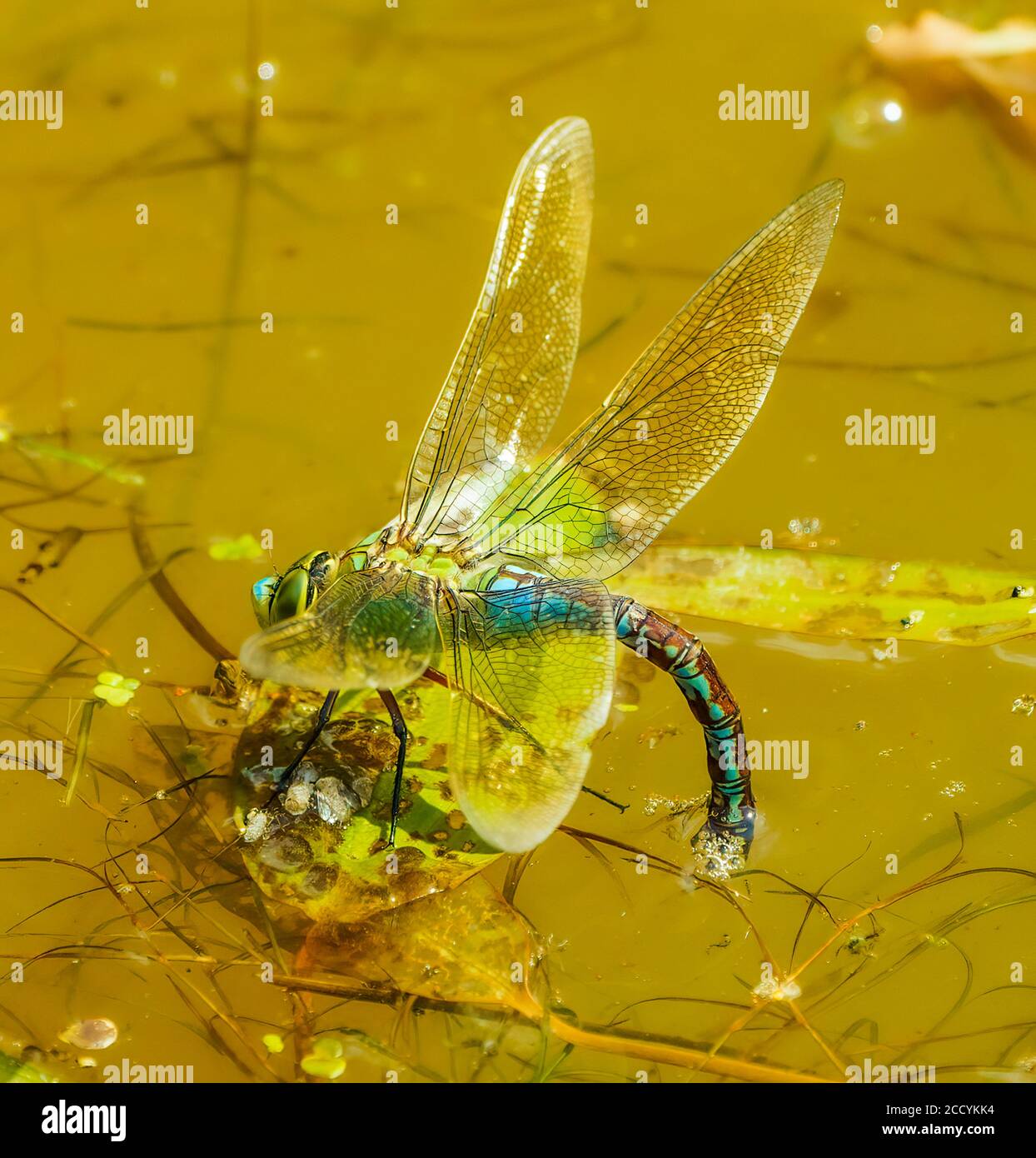 Endangered insect hi-res stock photography and images - Alamy