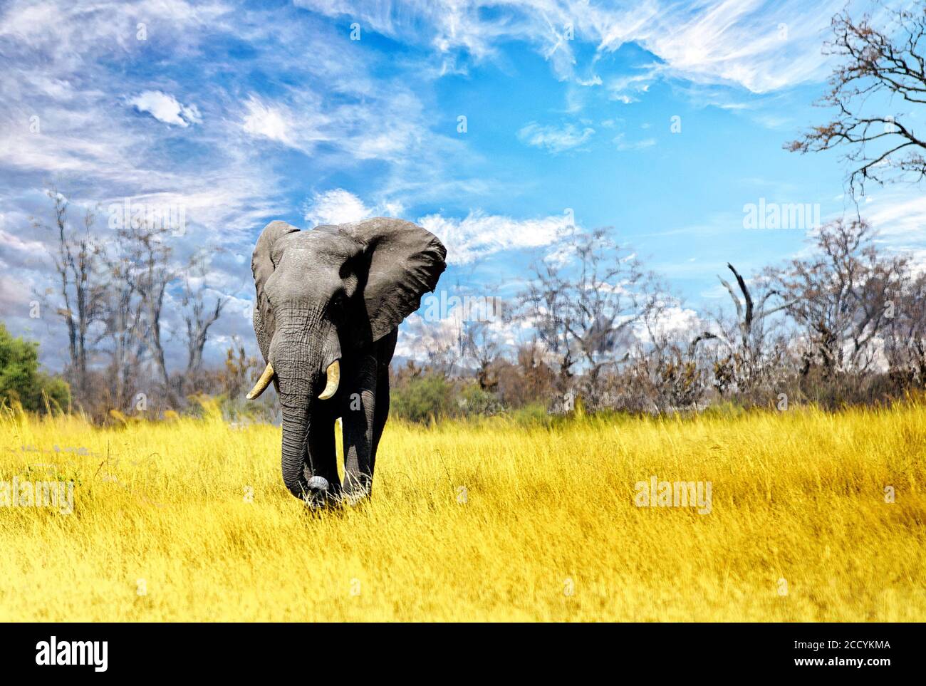 Beautiful Large Tusker walking across the African Plains with scenic ...