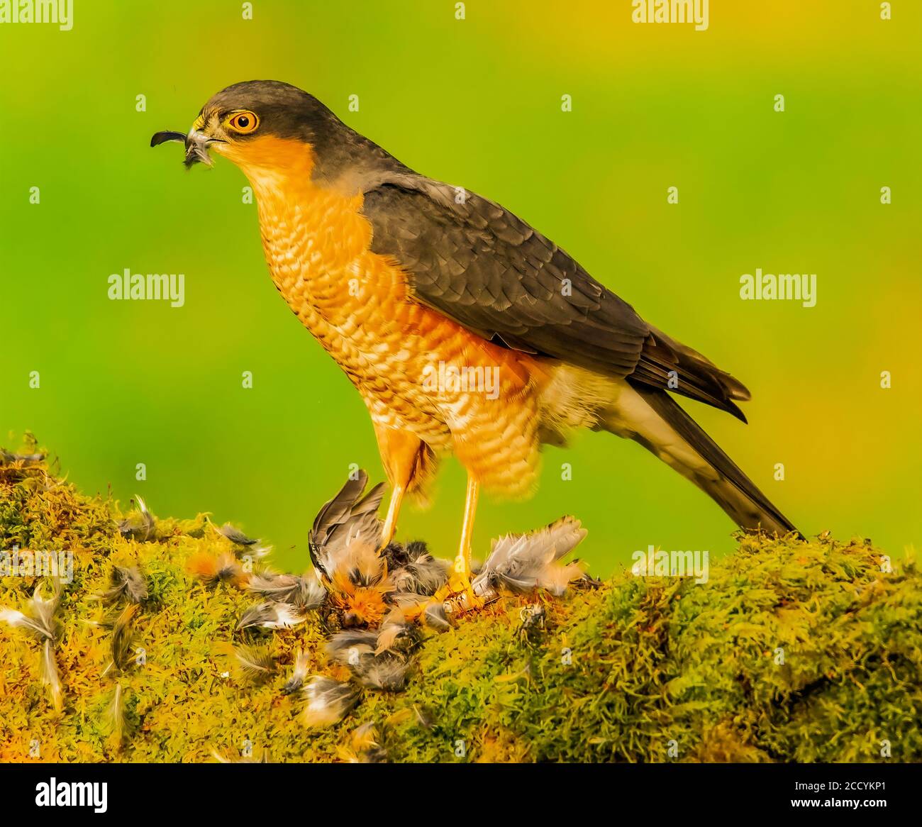 Supreme predator hi-res stock photography and images - Alamy