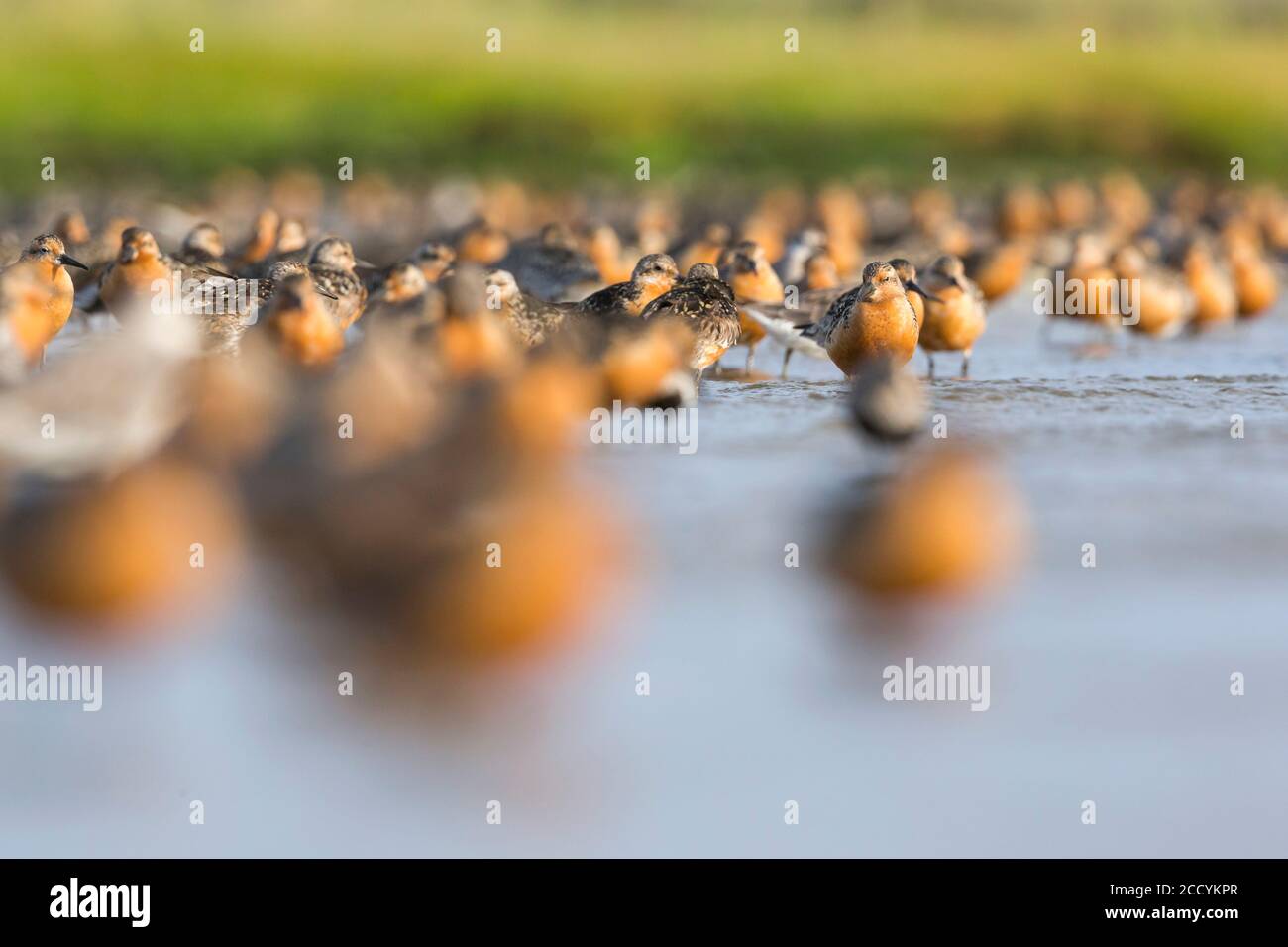 Adult Red Knots (Calidris canutus) in breeding plumage in the German ...