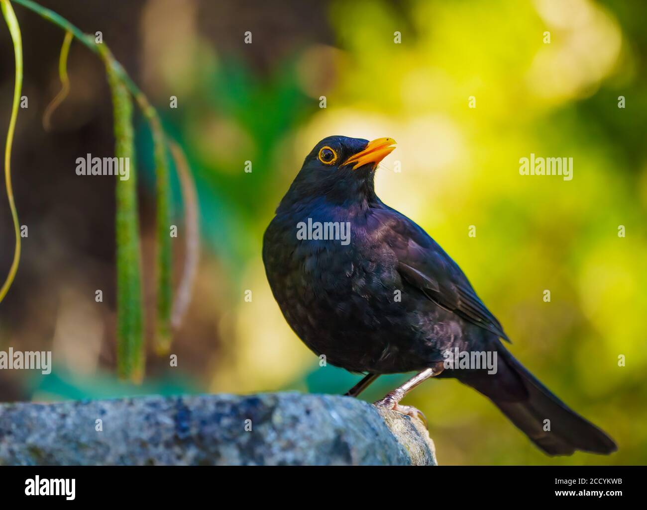 Uk garden bird wing hi-res stock photography and images - Alamy