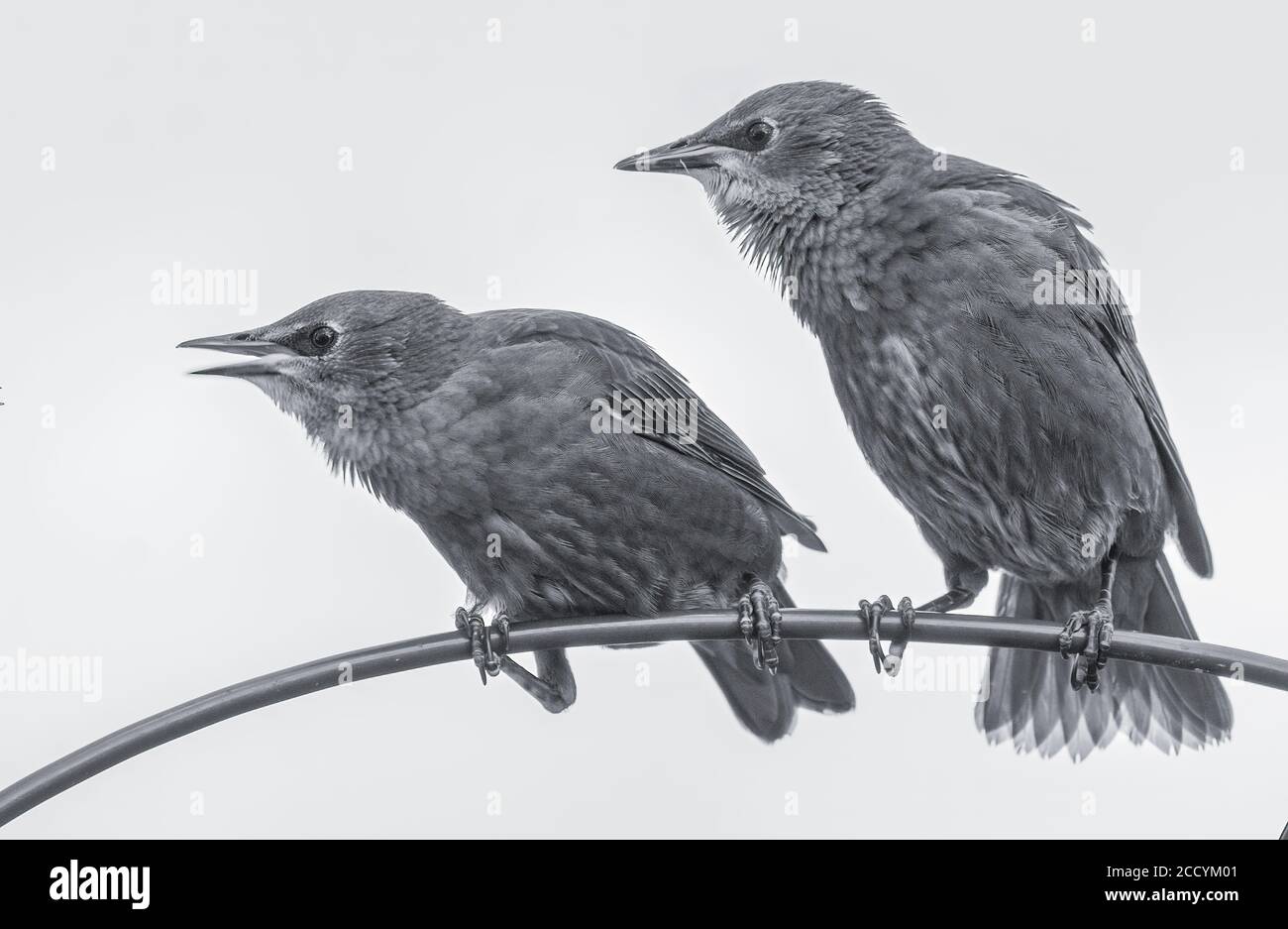 Black And White Starling High Resolution Stock Photography and Images ...