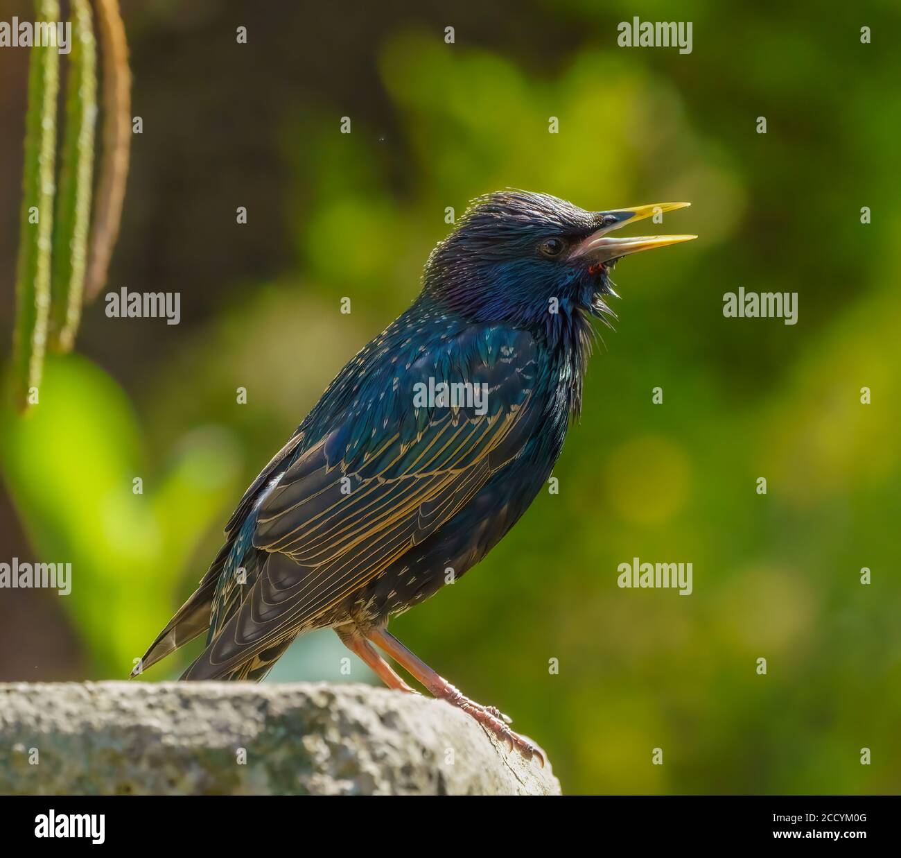 Black and white starling hi-res stock photography and images - Alamy