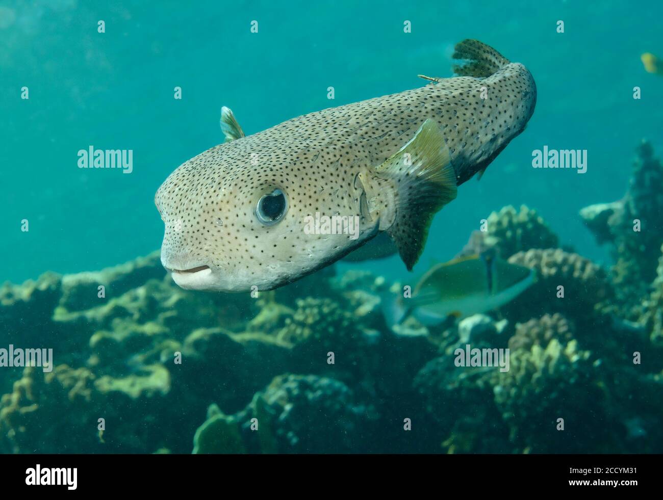 A Spot Fin Porcupine fish, Diodon hystrix, swims over coral reef, Marsa ...