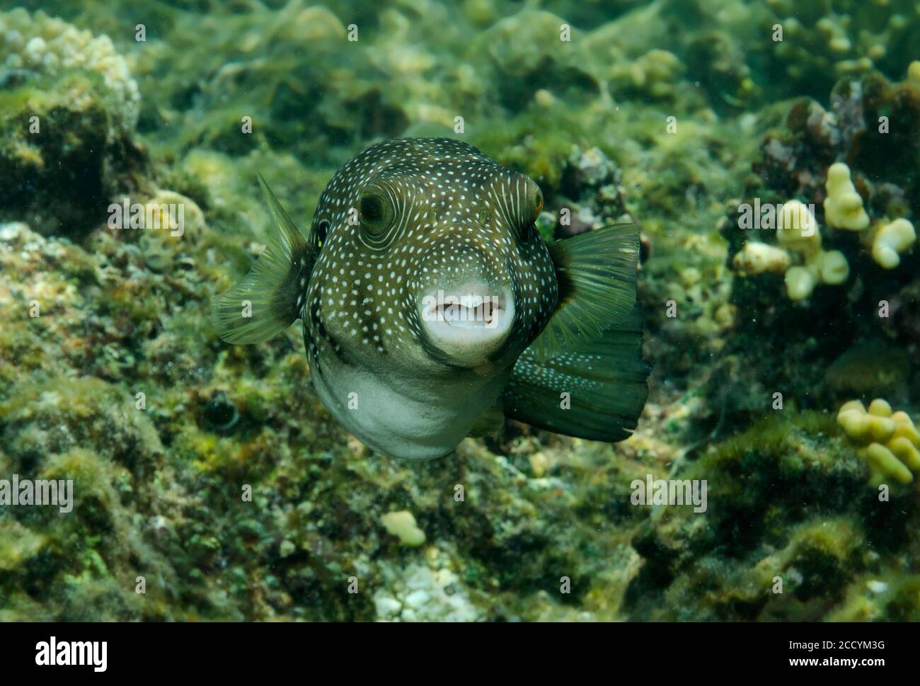 Starry pufferfish, Arothron stellatus, Marsa Alam, Red sea, Egypt Stock ...
