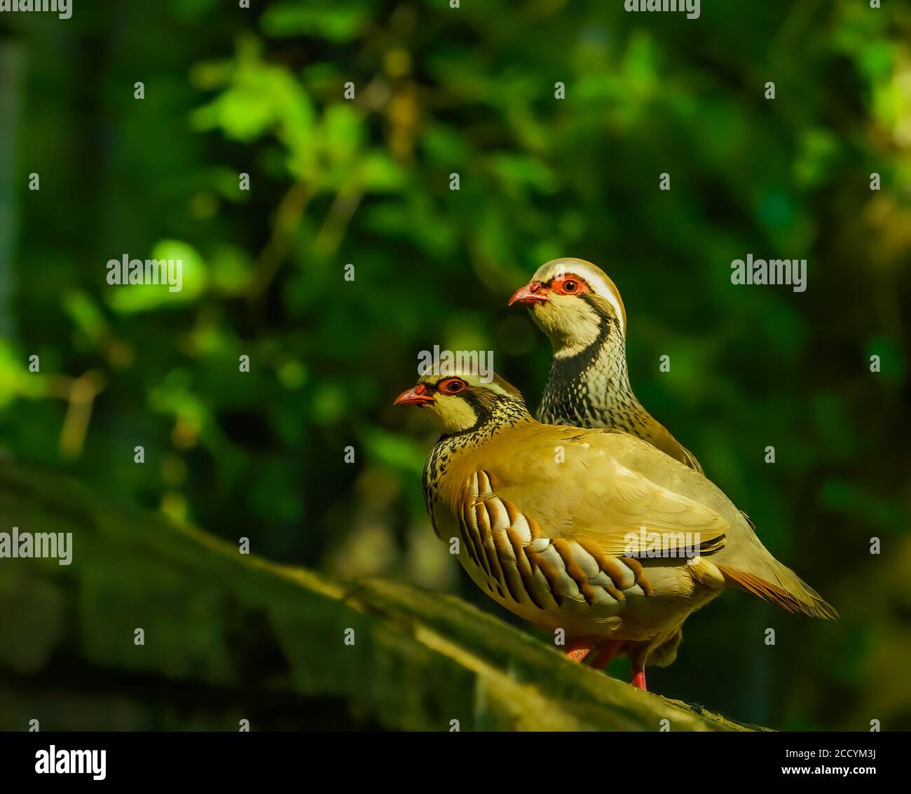 Grey partridge game bird hi-res stock photography and images - Alamy