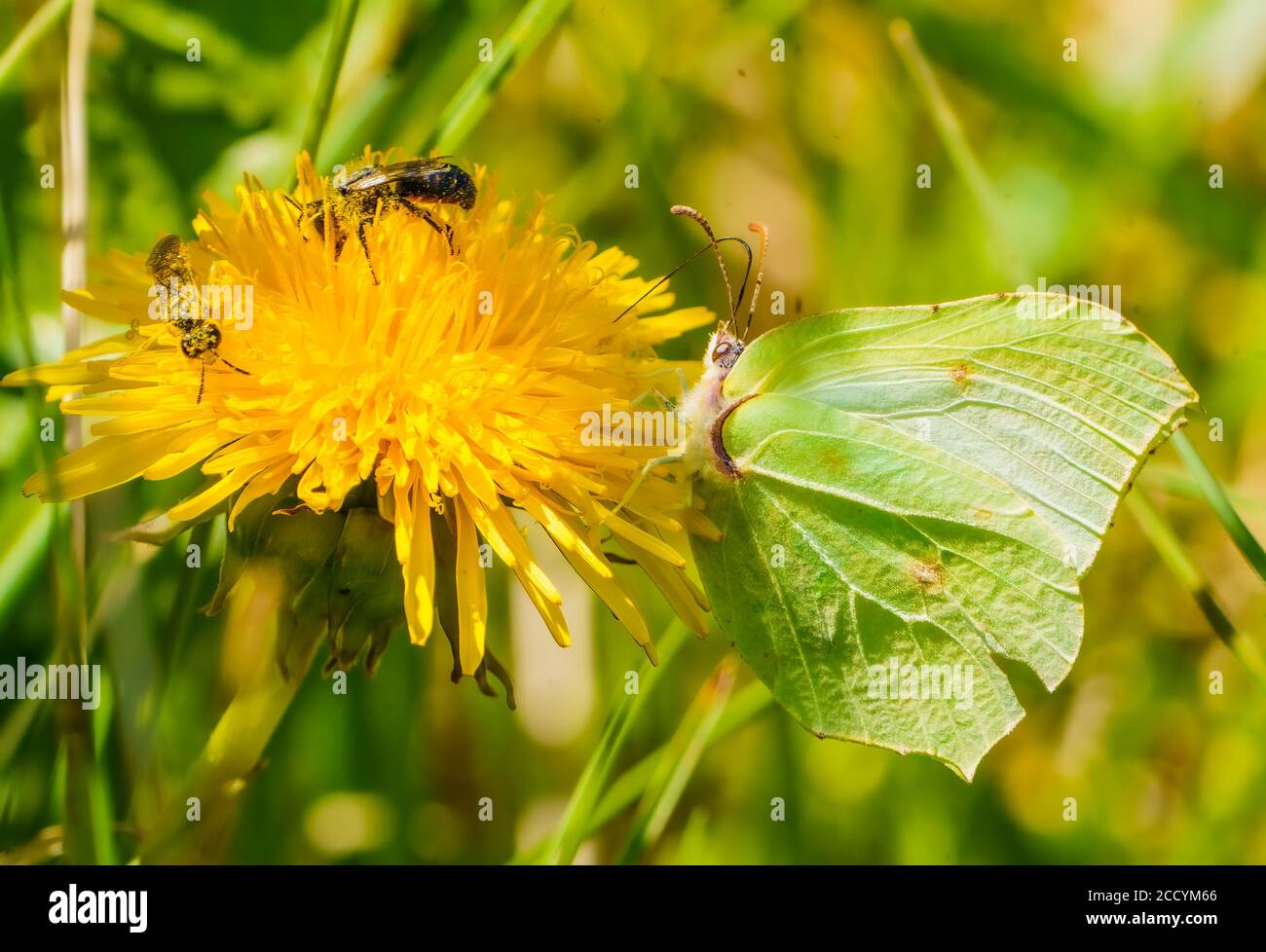 Butterfly dandelion uk hi-res stock photography and images - Alamy