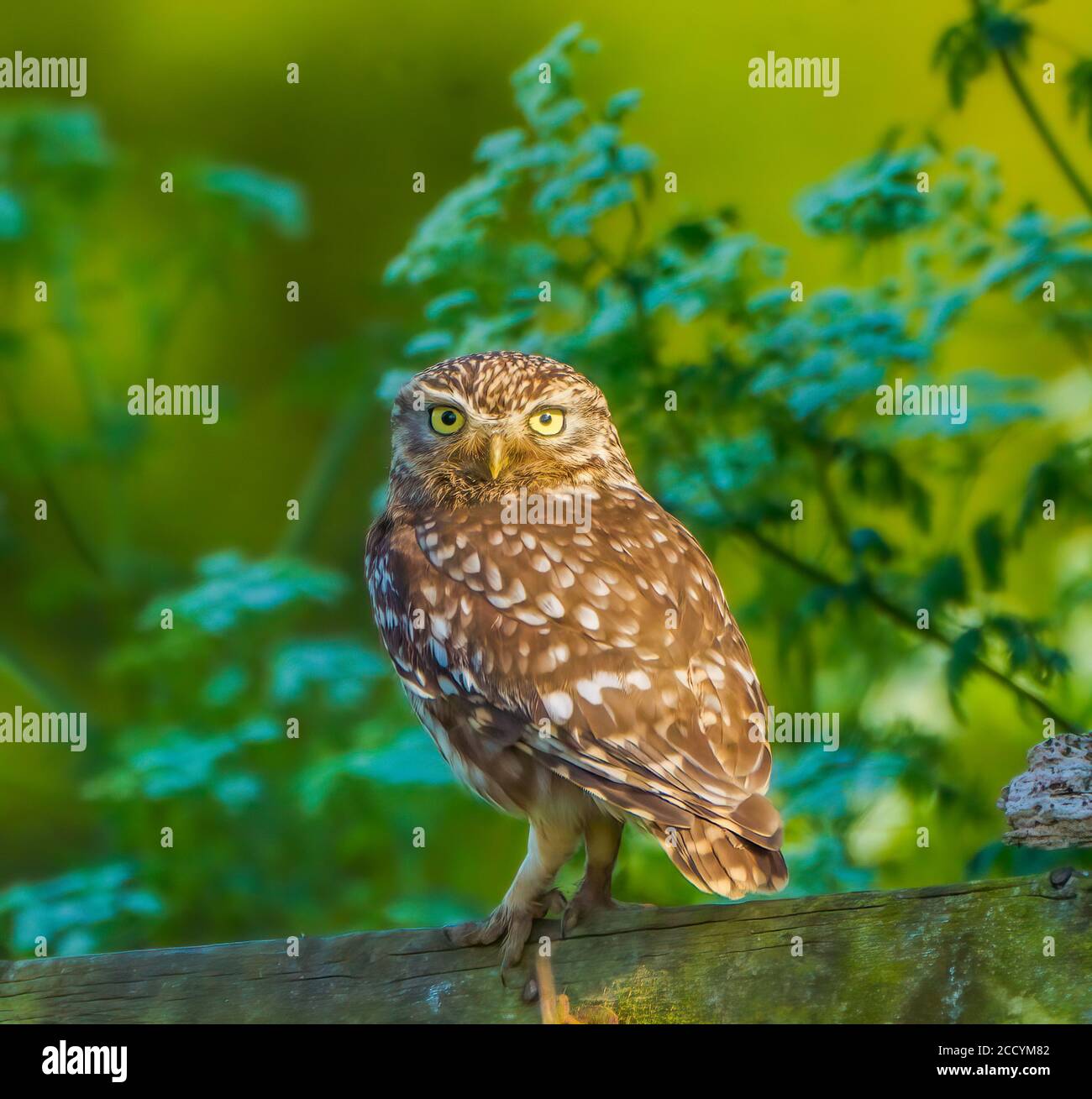 Owl eyebrows hi-res stock photography and images - Alamy