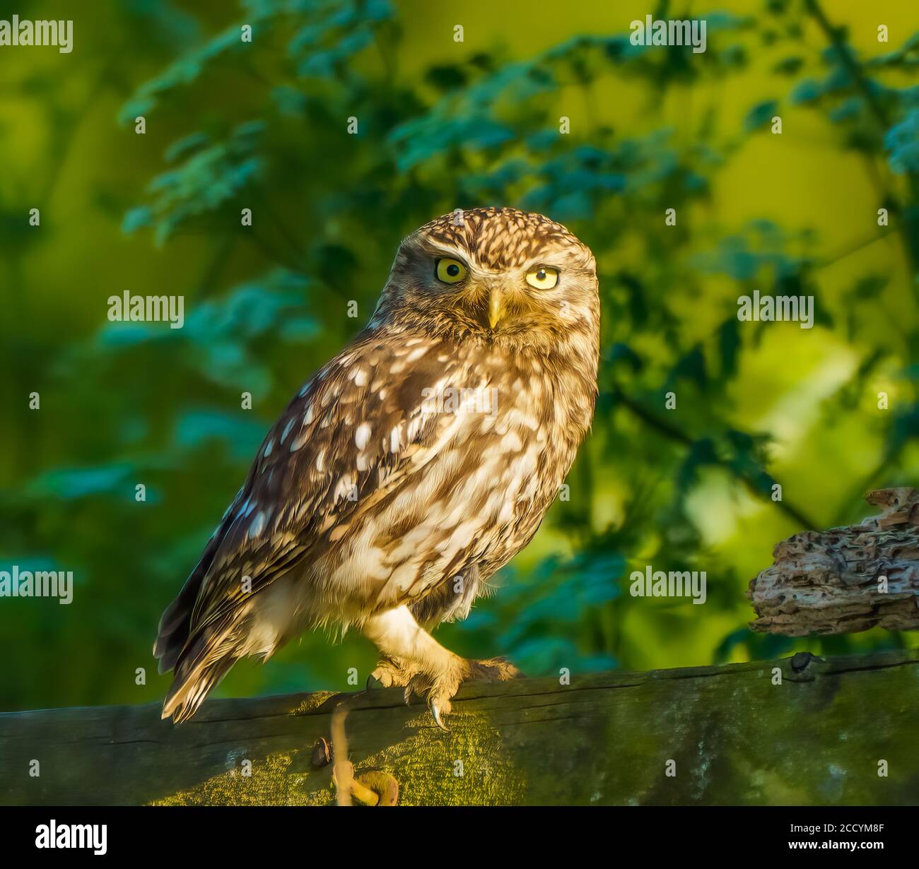 Owl eyebrows hi-res stock photography and images - Alamy