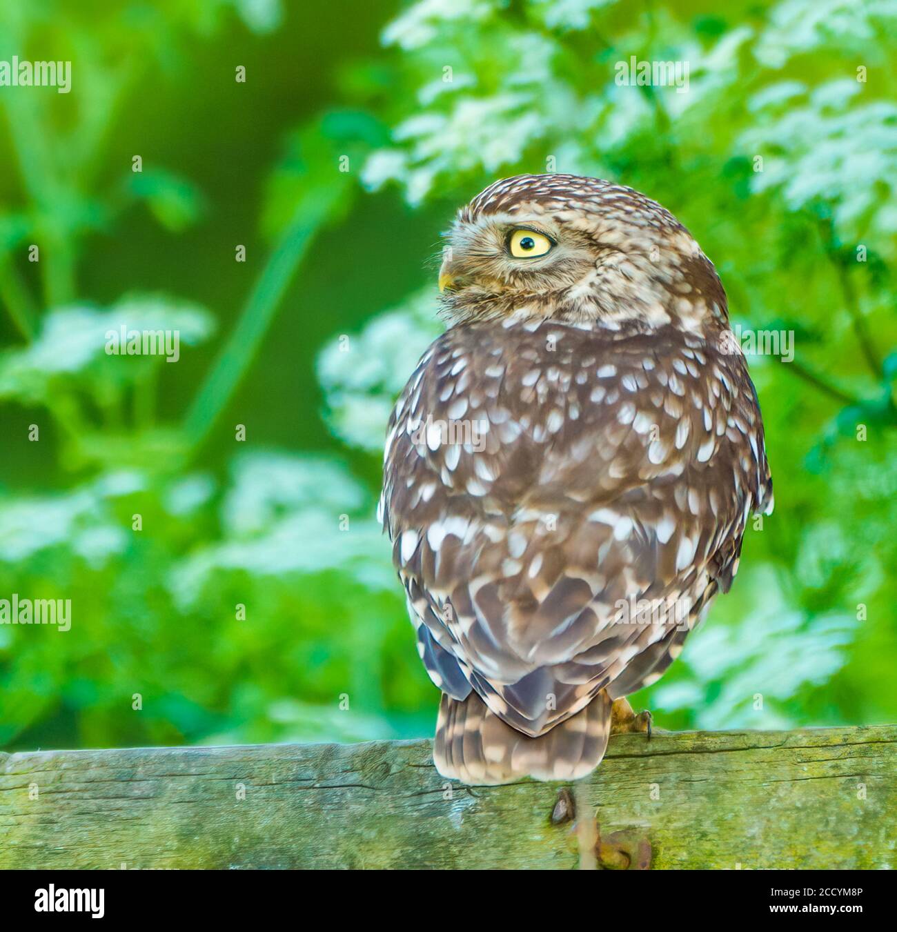 Owl eyebrows hi-res stock photography and images - Alamy