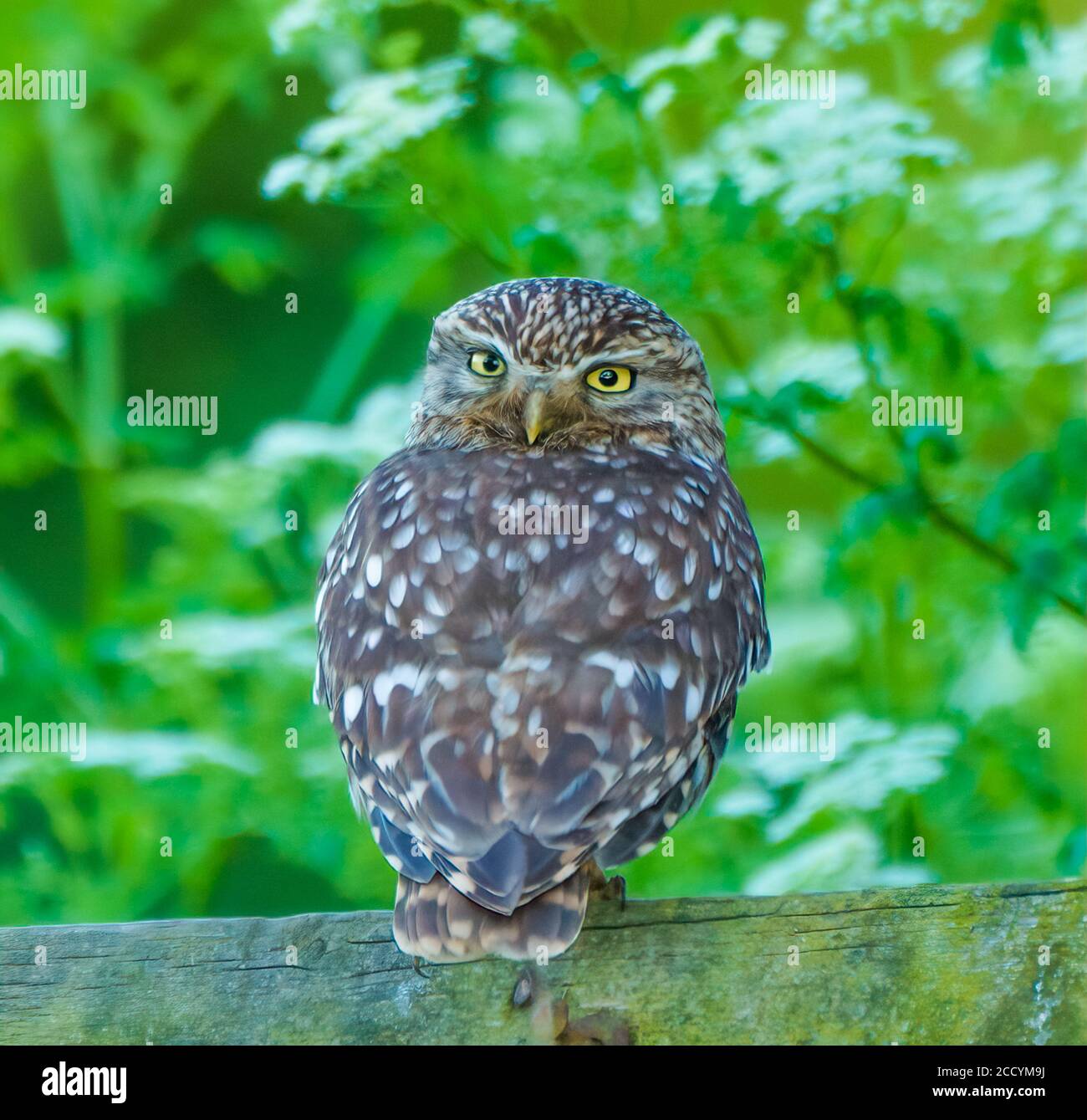 Owl with white eyebrows hi-res stock photography and images - Alamy
