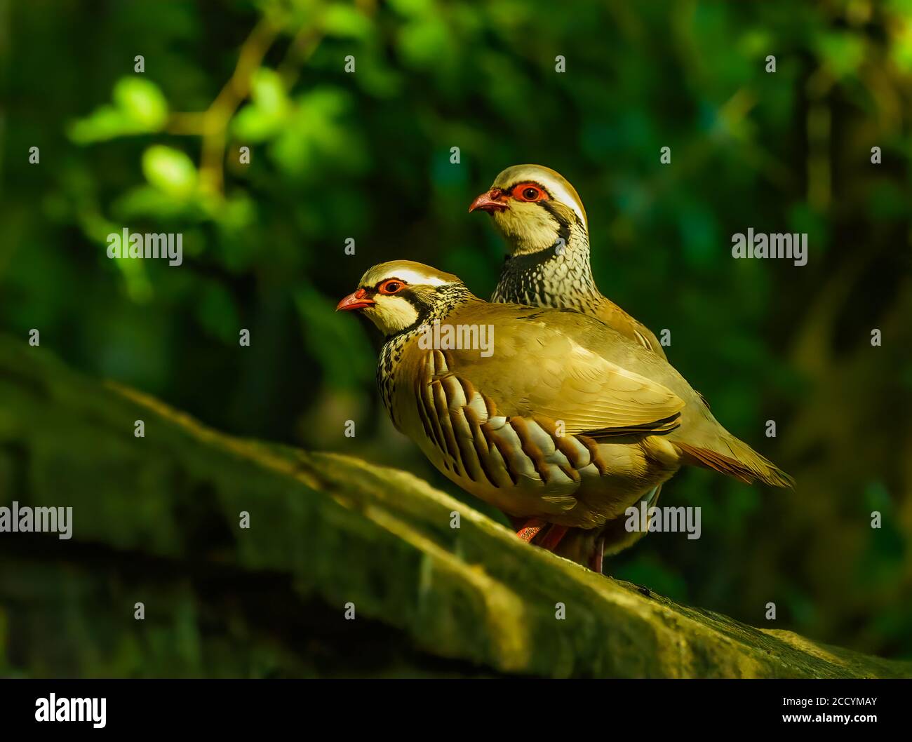 Grey partridge game bird hi-res stock photography and images - Alamy