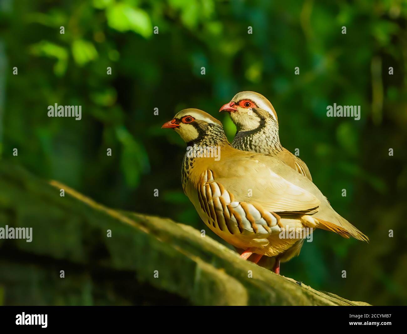 Stiff legged hi-res stock photography and images - Alamy