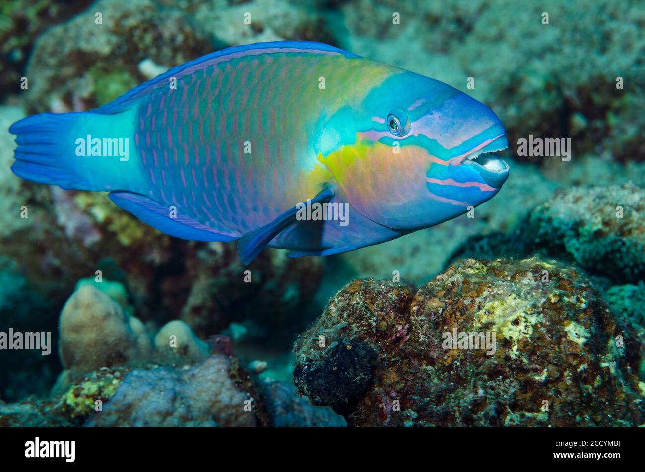 Reef parrotfish hi-res stock photography and images - Alamy