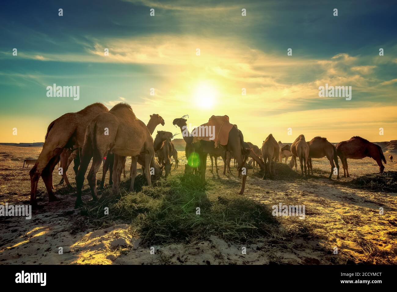 Beautiful desert sunset near Al sarar desert in Saudi Arabia. lens ...