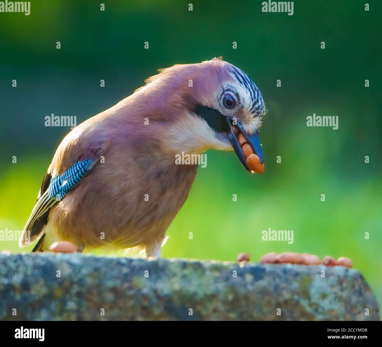 Jay family hi-res stock photography and images - Alamy