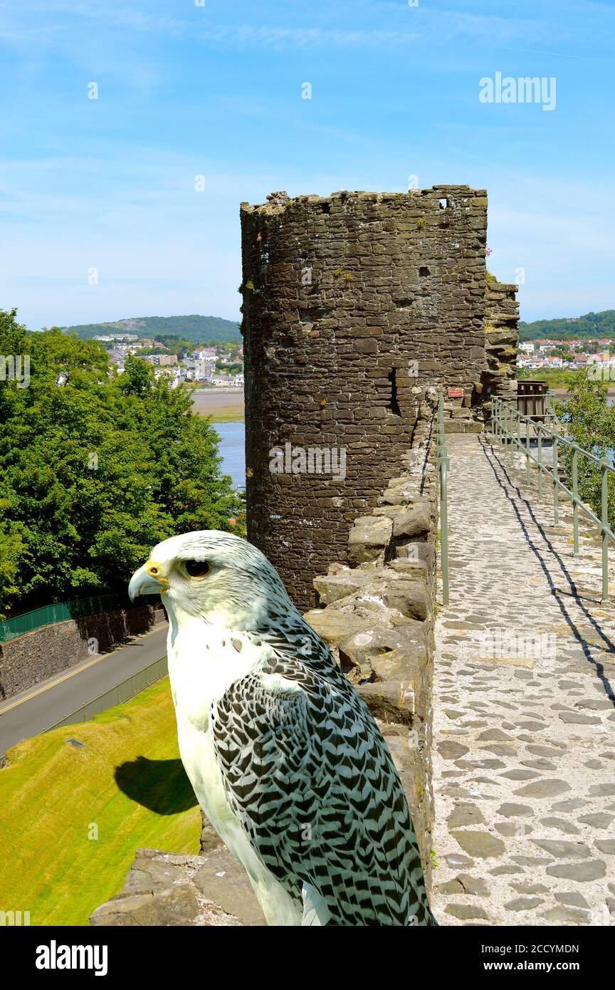Gyrfalcon Latin name Falco rusticolus is the most northerly of all the ...