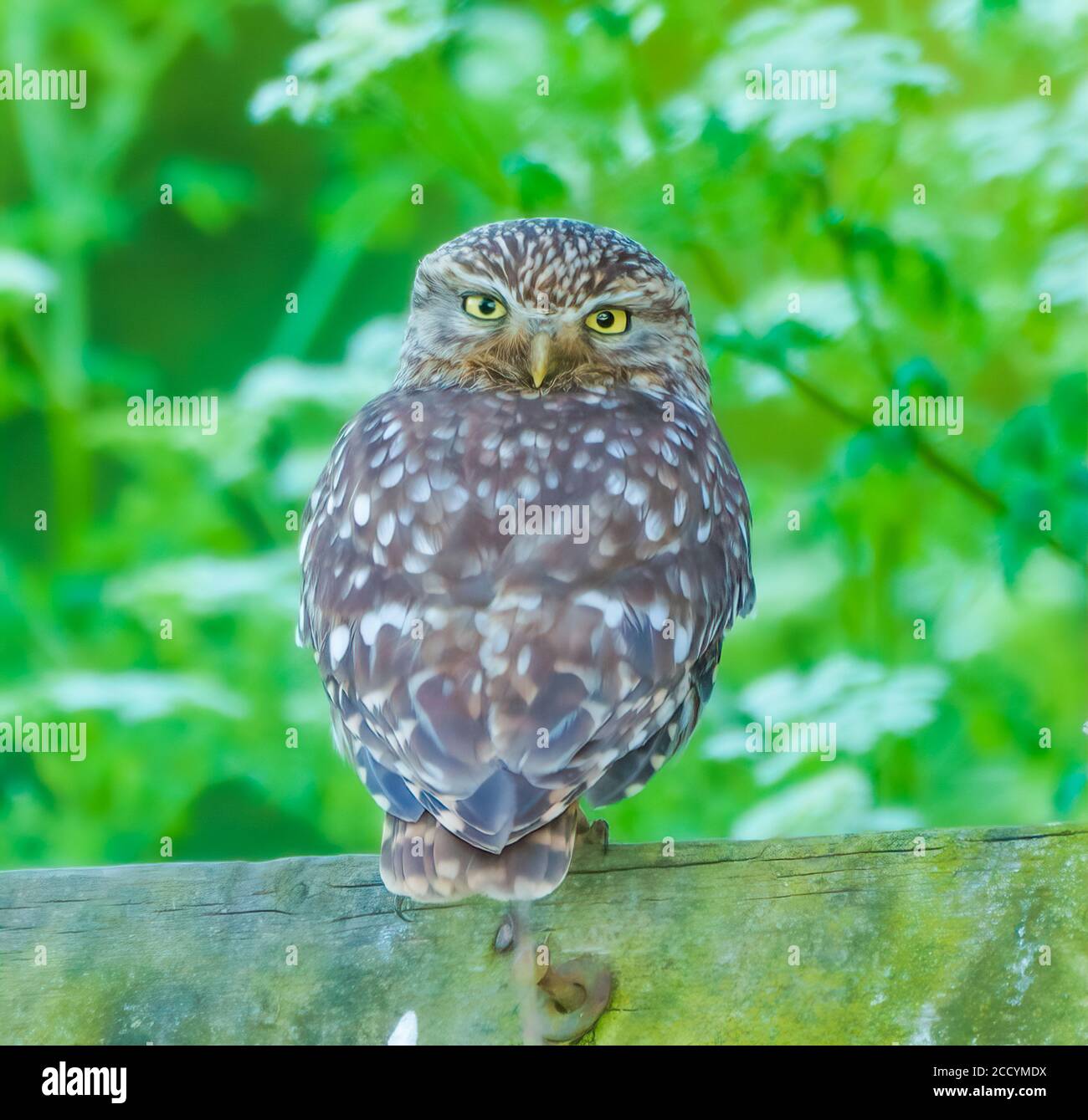 Owl with white eyebrows hi-res stock photography and images - Alamy