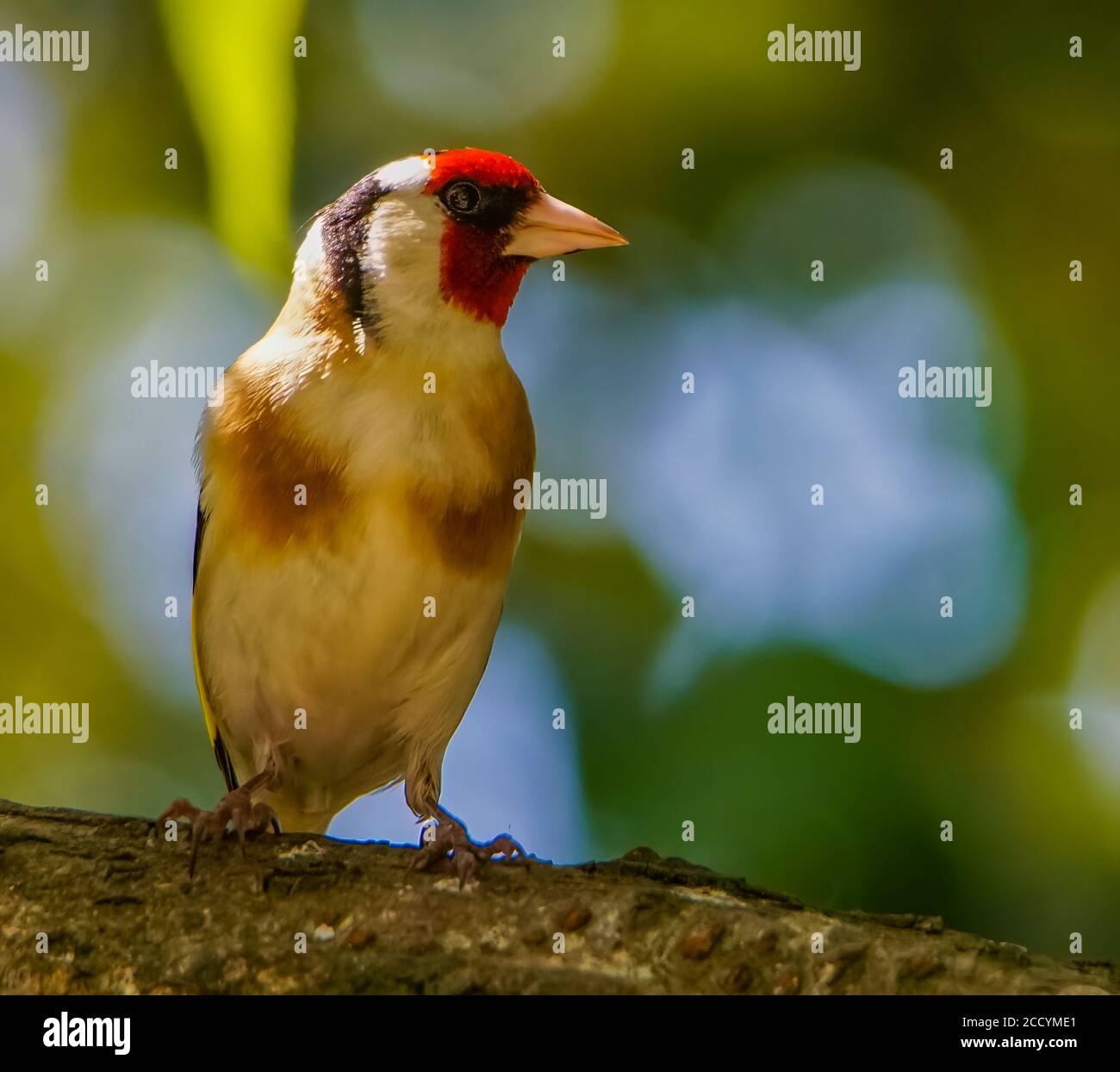 Goldfinch bird hi-res stock photography and images - Alamy