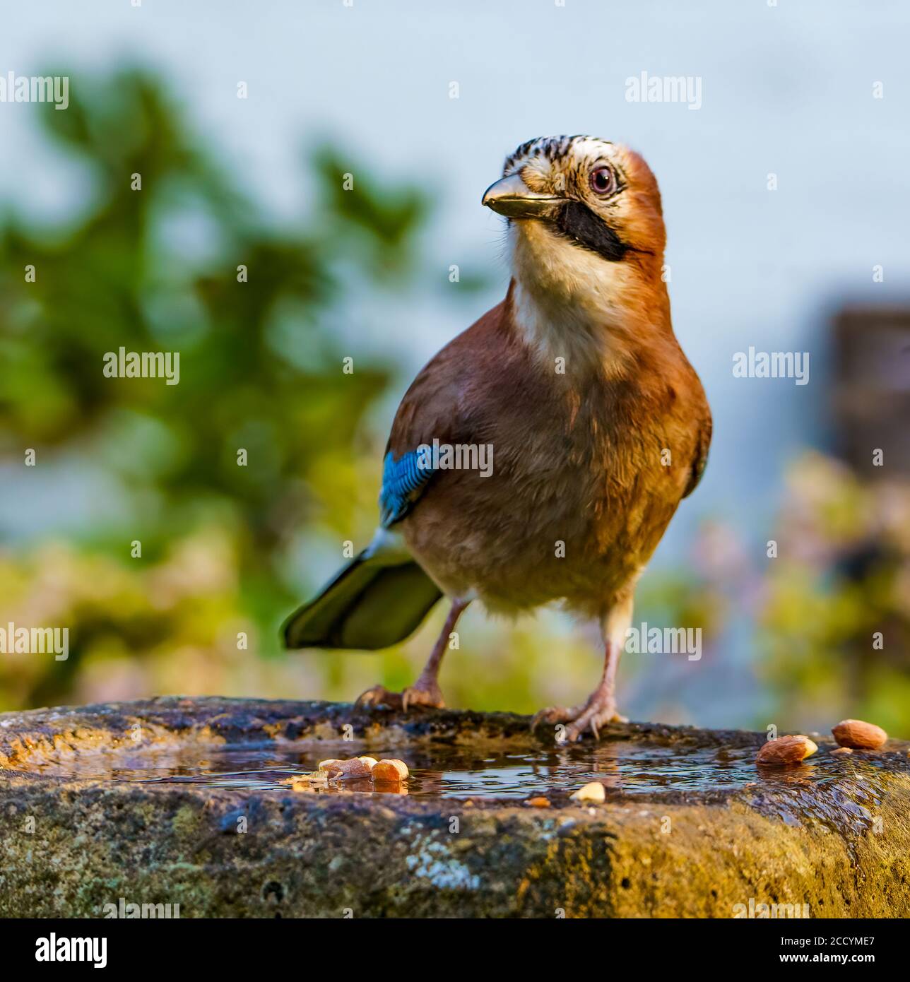 Jay crow family hi-res stock photography and images - Alamy