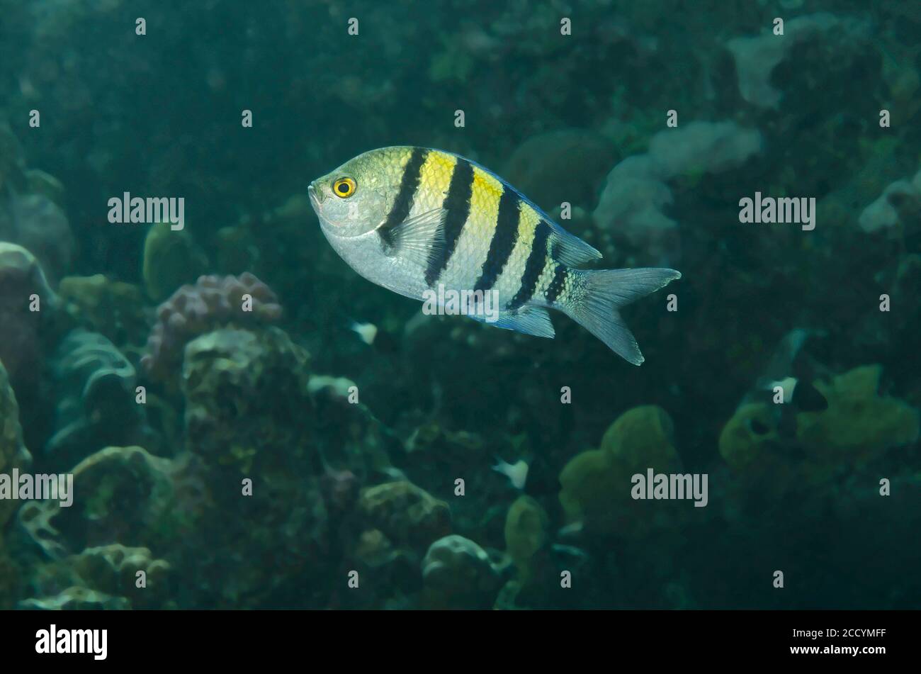 Common sergeant, Abudefduf vaigiensis, Marsa Alam, Red sea, Egypt Stock ...