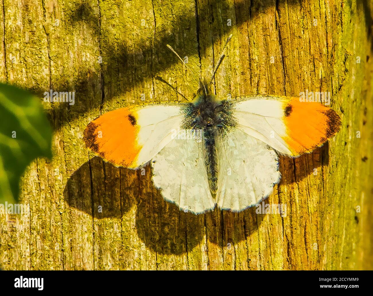 British orange butterfly hi-res stock photography and images - Alamy