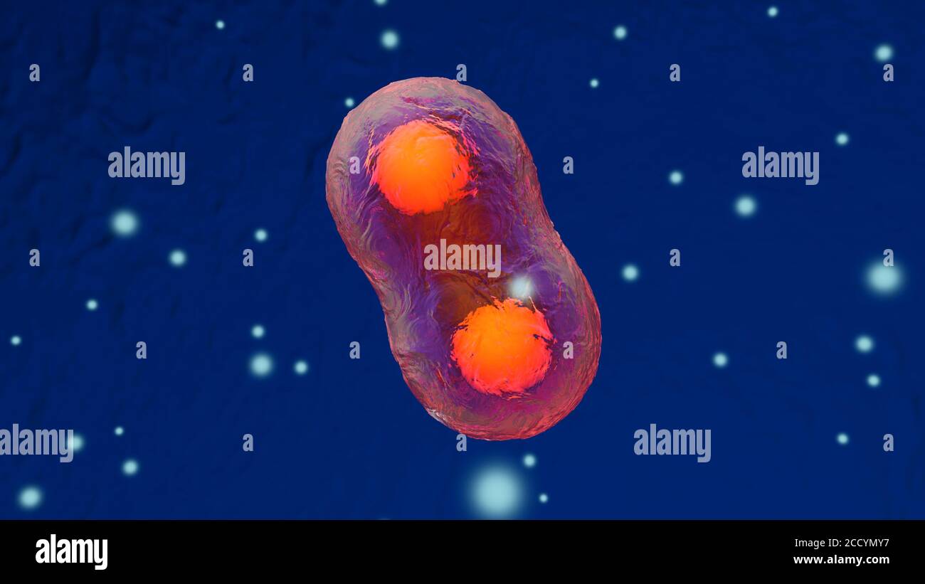 3D Illustration of Mitosis or cell division of biological stem cells ...
