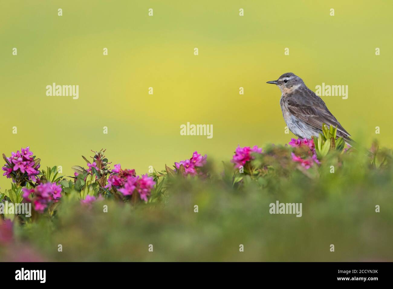 Adult Water Pipit (Anthus spinoletta spinoletta) in breeding plumage in ...