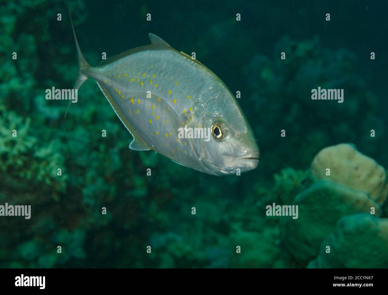 Yellow Spotted Trevally, Carangoides orthgrammus, Marsa Alam, Red sea ...
