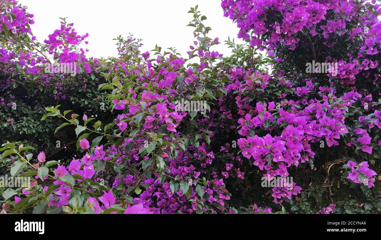 Beautiful shot of bougainvillea flowers with gray sky in the background ...