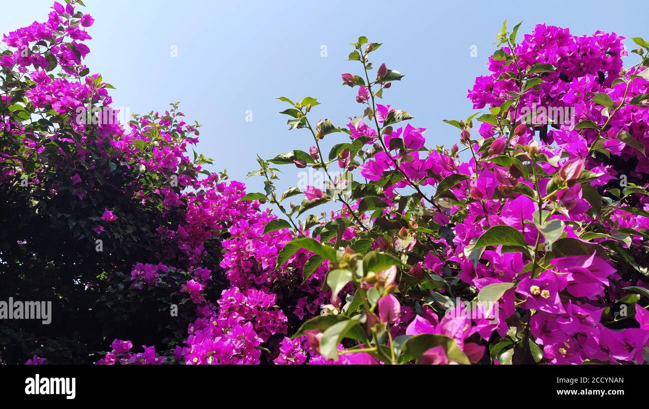 Beautiful shot of bougainvillea flowers with gray sky in the background ...