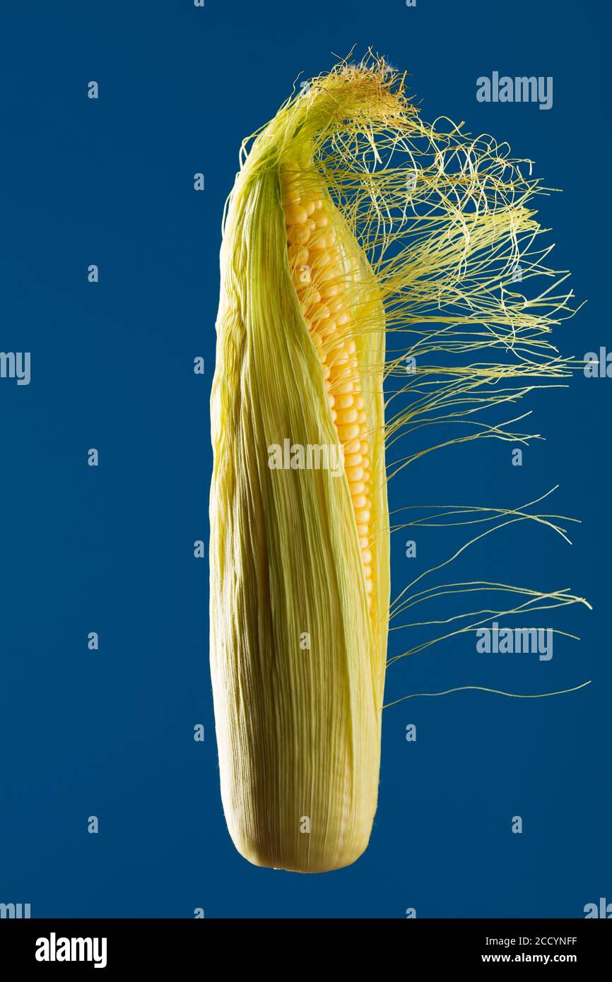 Minimalism style ear of corn on a blue background Stock Photo - Alamy