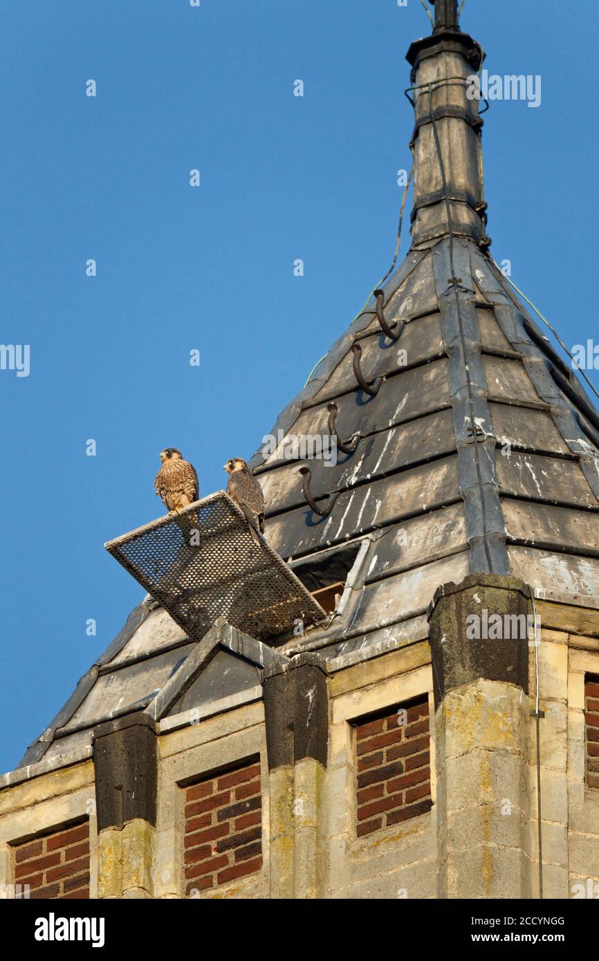 Twp large juvenile Peregrine Falcons (Falco peregrinus) sitting on the ...