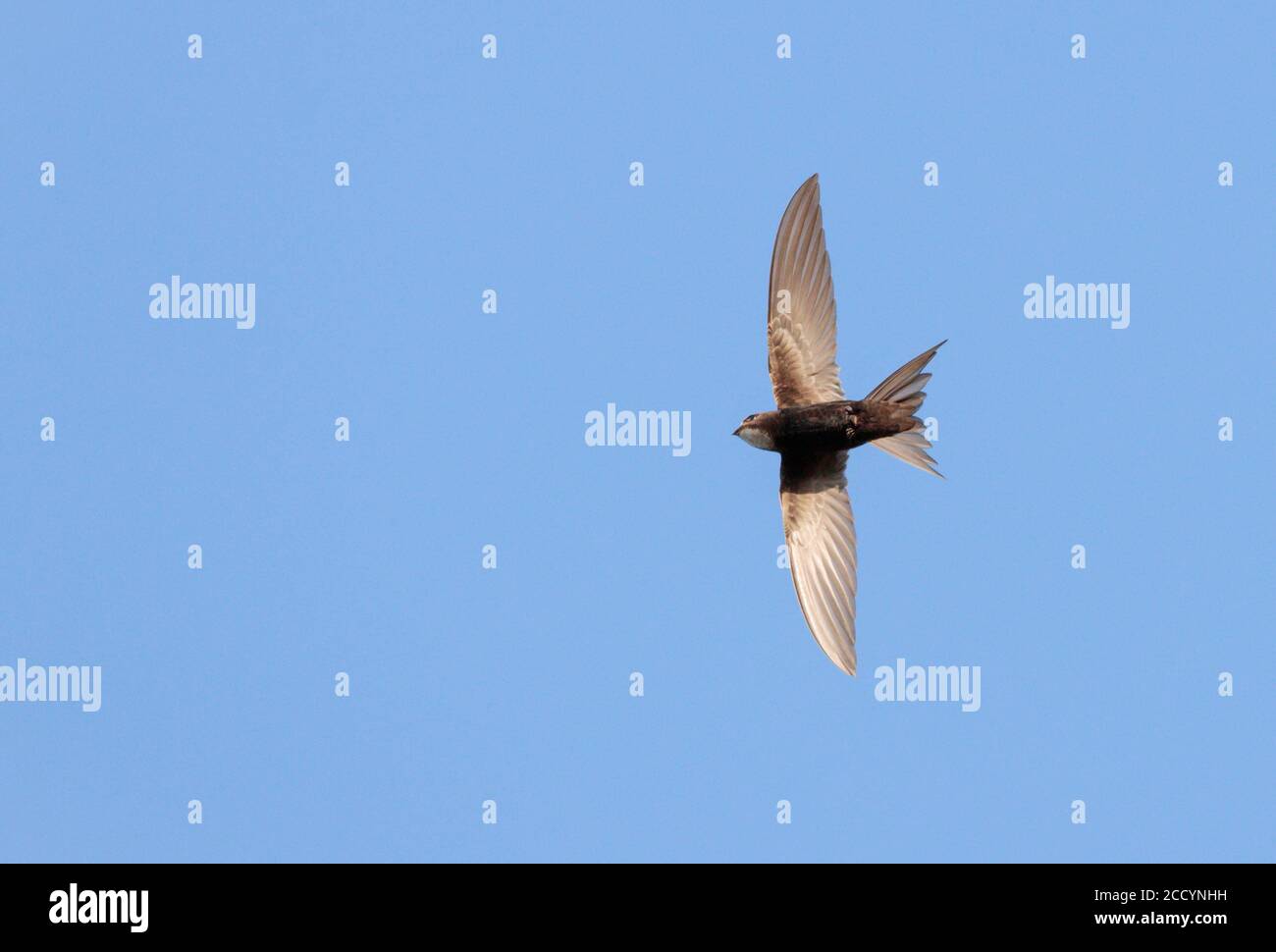 Flying White-rumped Swift (Apus caffer) in its breeding area in ...