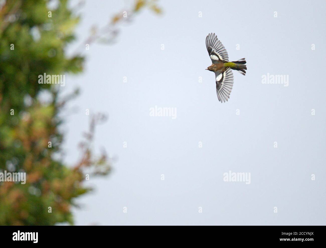 Common chaffinch in flight hi-res stock photography and images - Alamy